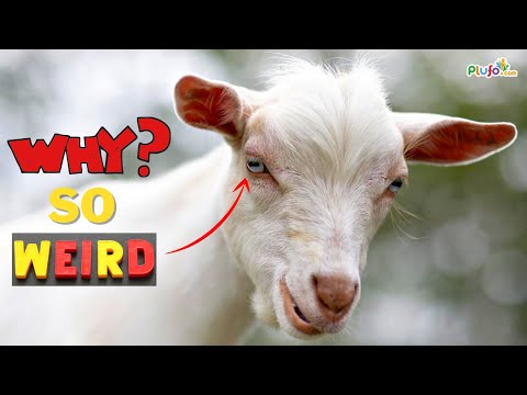 Why Goats eyes are so Weird? || Amazing facts - #eyes #goat #rectangle #pupil #shorts #facts