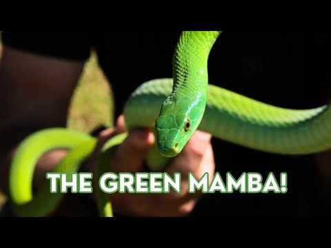 The Green Mamba: Legendary Free Handling! The Deadliest Series Of Snakes!