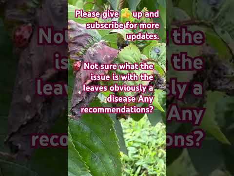 Cherry Tree Crisis: A Disease Strikes… and the Ladybirds Arrive!