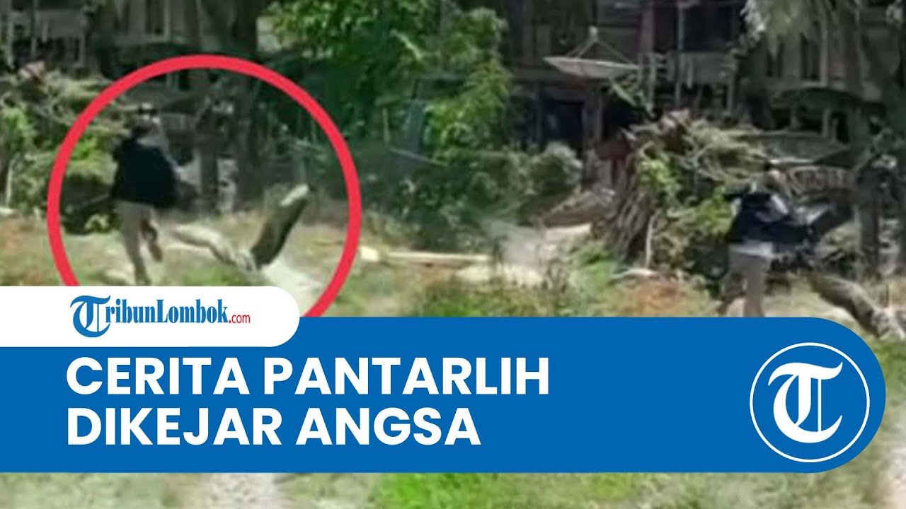 Kisah Pantarlih di Pinrang, Lari Terbirit-birit Dikejar Angsa saat ...
