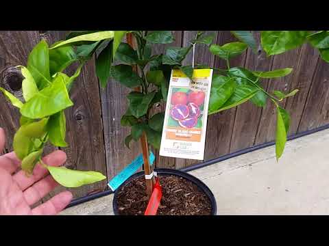 Orange Sanguinelli