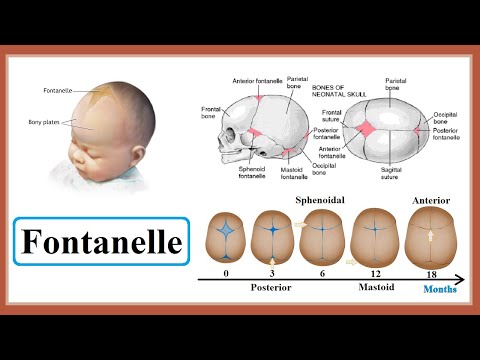 fontanelle