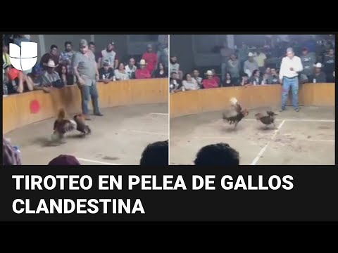En video: el momento en que una pelea de gallos clandestina acaba en una mortal balacera