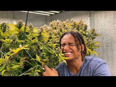 Cannabis Timelapse: Witness an Epic 16-Week adventure in 4K!