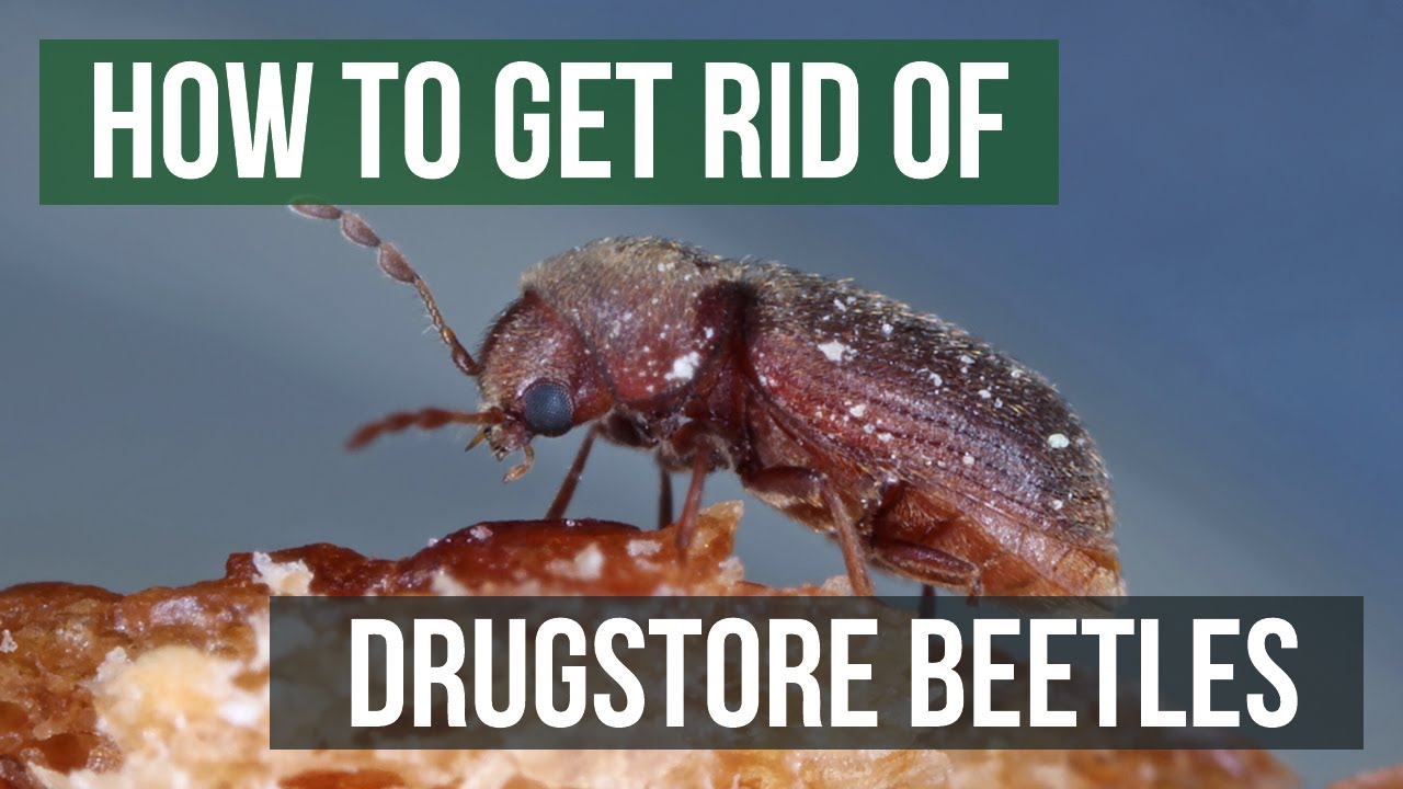 How To Get Rid of Drugstore Beetles in 4 Easy Steps | DIY Drugstore ...