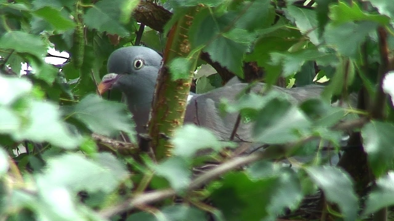 Pigeons Nesting in Our Garden