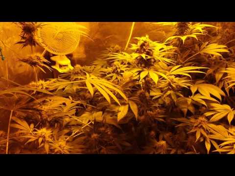 Medical grow - Ak47/48