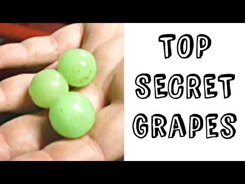 Top secret Grape Varieties - Weird Fruit Explorer ep 256