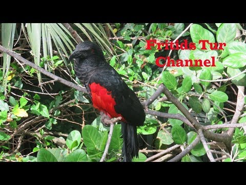 Cute Pesquet's Parrot (Psittrichas Fulgidus) Sound