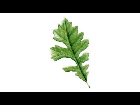 Nature Minute - How to Identify Oak Leaves