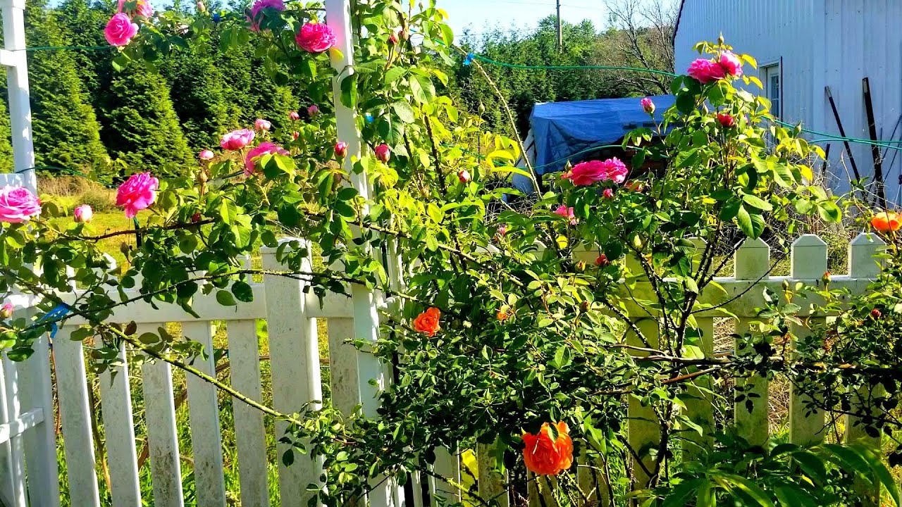 Roses started to bloom