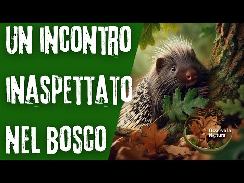 Grande meraviglia nel riprendere due inaspettate istrici in Piemonte