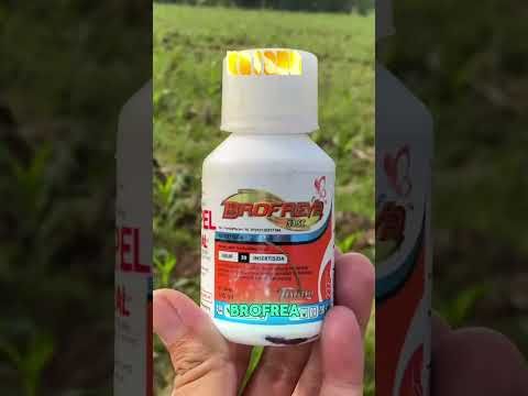 5 Insektisida Paling Mahal Basmi Kutu Kebul dan Trips Paling Kuat