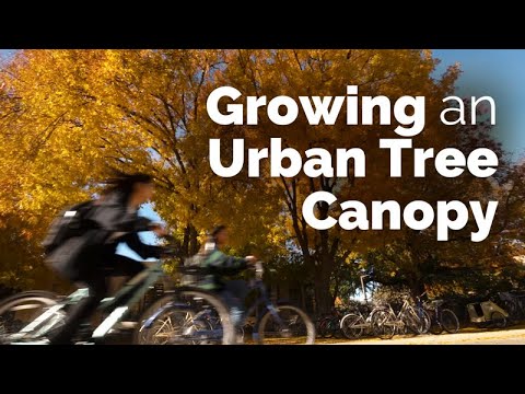 How UC Davis is Growing a Tree Canopy for Tomorrow's Climate