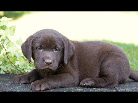 Silver Labrador Retriever Puppies for Sale