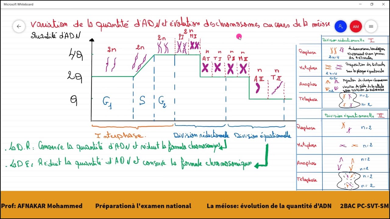 2-Variation de la quantité d'ADN et aspect des chromosomes au cours de la méiose