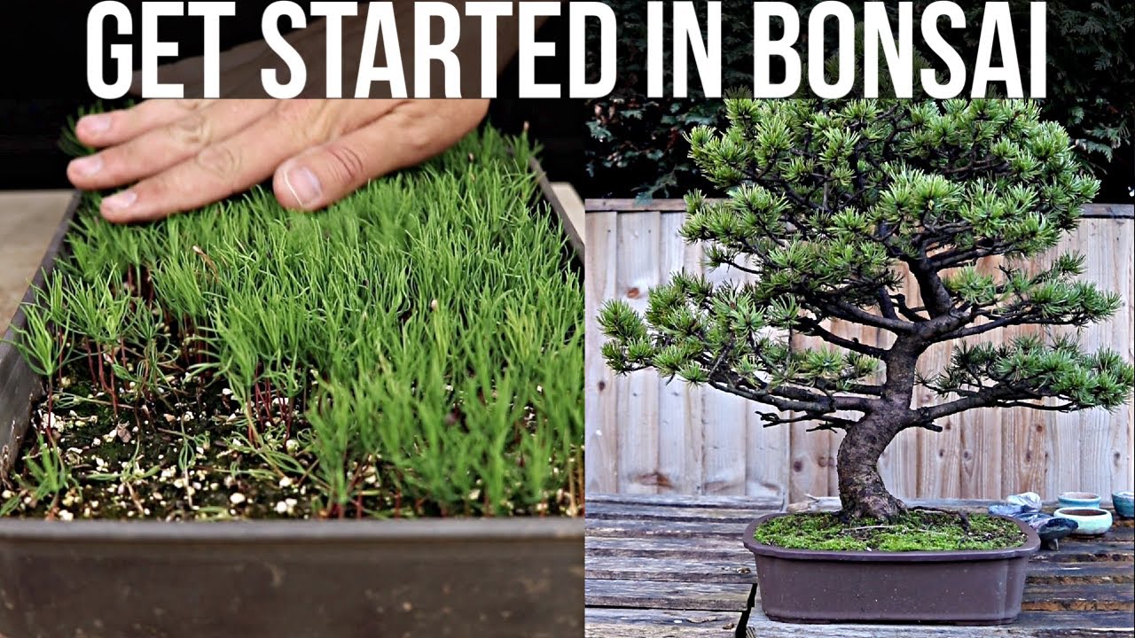 How to Get Started in Bonsai
