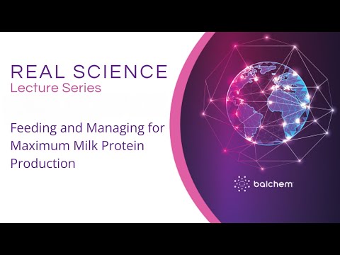Feeding and Managing for Maximum Milk Protein Production