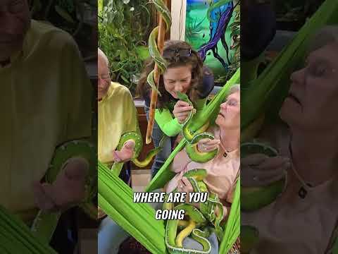 90 Years Young: Cheryl Meets 7 Emerald Tree Boas for the First Time!