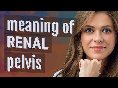 Renal pelvis | meaning of Renal pelvis