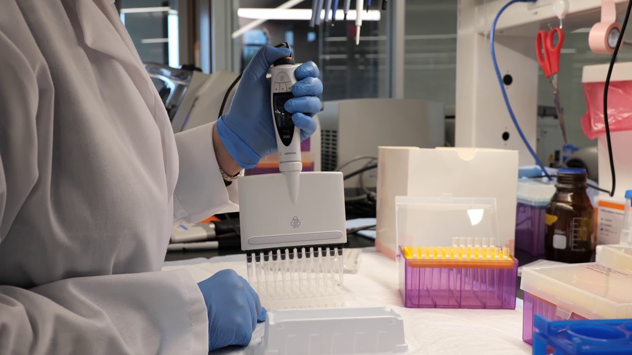 Behind Cat DNA Testing Process