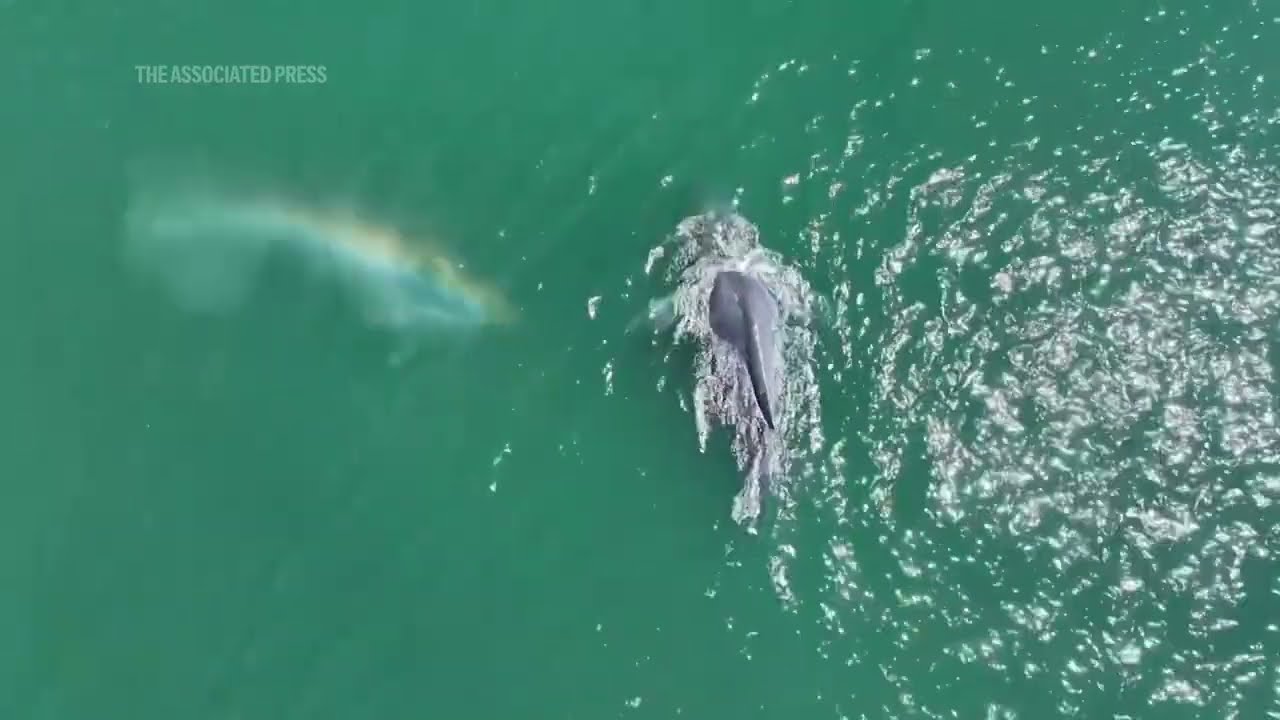 Humpback whale found missing its tail