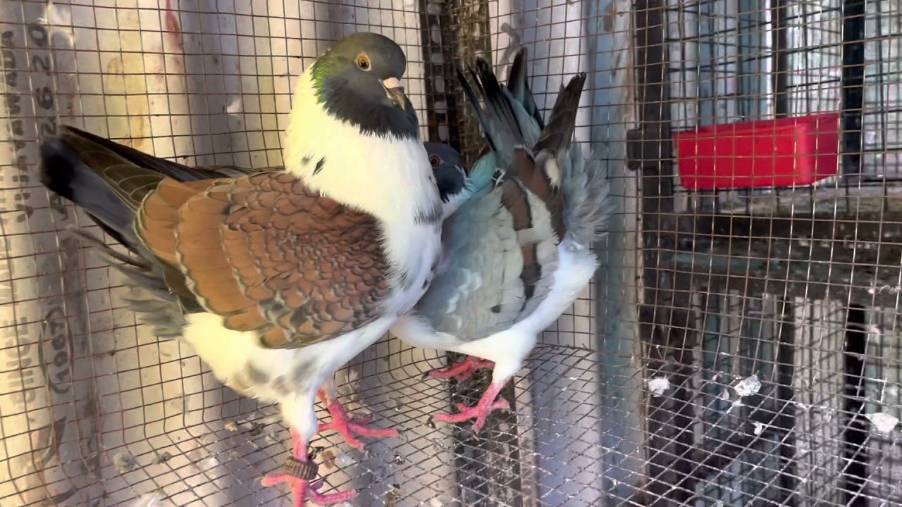 Modena pigeon show quality.