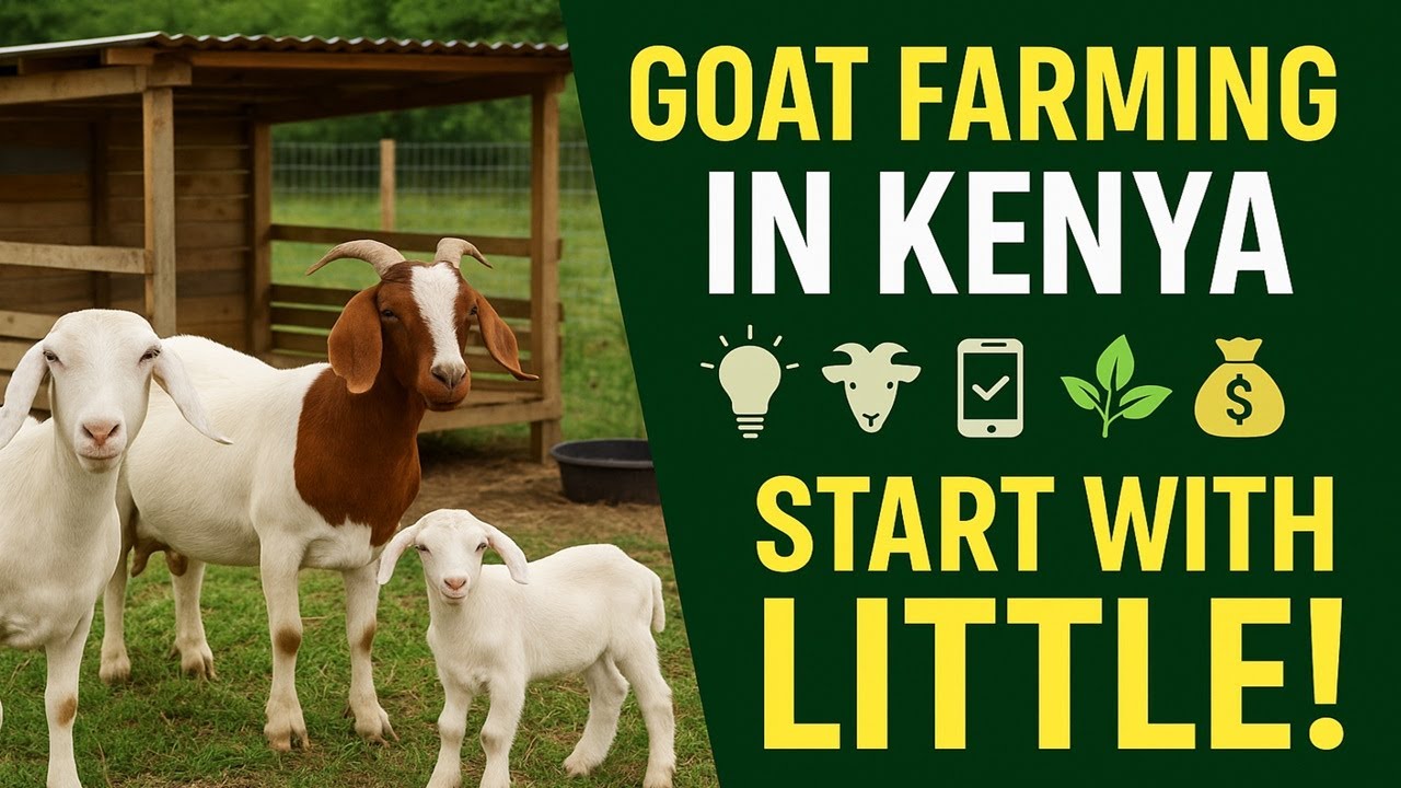 Due to Popular Demand: Watch How to start Goat Farming with Limited resources | How to start a ...