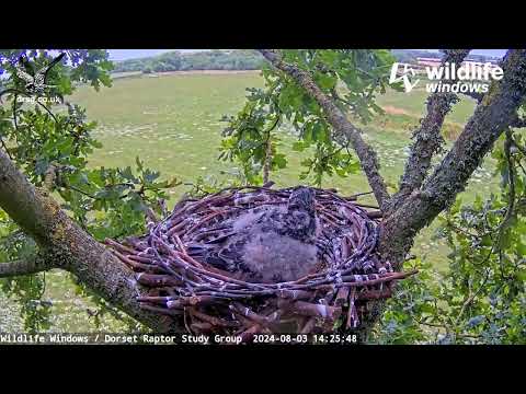 03 Aug pm ~ Sample of eyas's liveliness ~ ©️WildlifeWindows DRSG