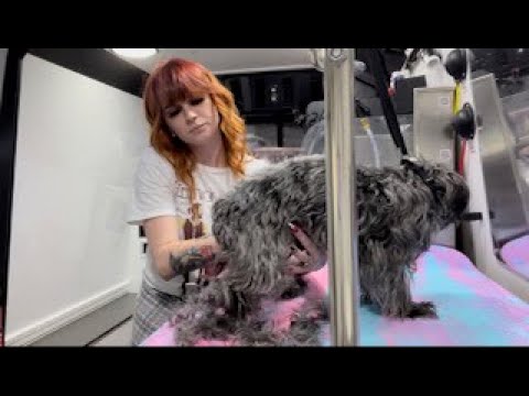 A Day in the Life of a Mobile Dog Groomer