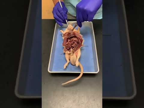 Rat dissection: Organs and body cavities