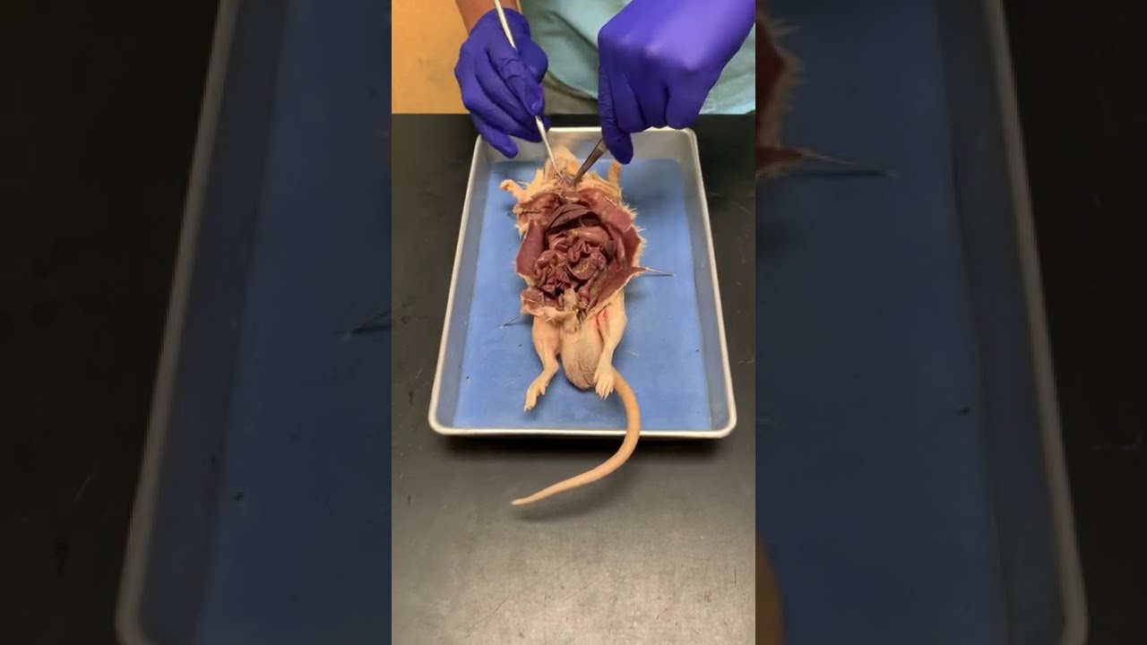 Exploring the Rat Dissection: Understanding Organs and Body Cavities ...