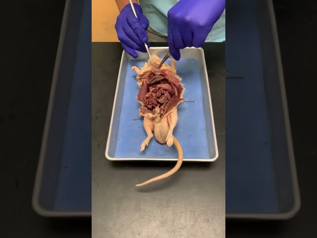 Exploring the Rat Dissection: Understanding Organs and Body Cavities ...