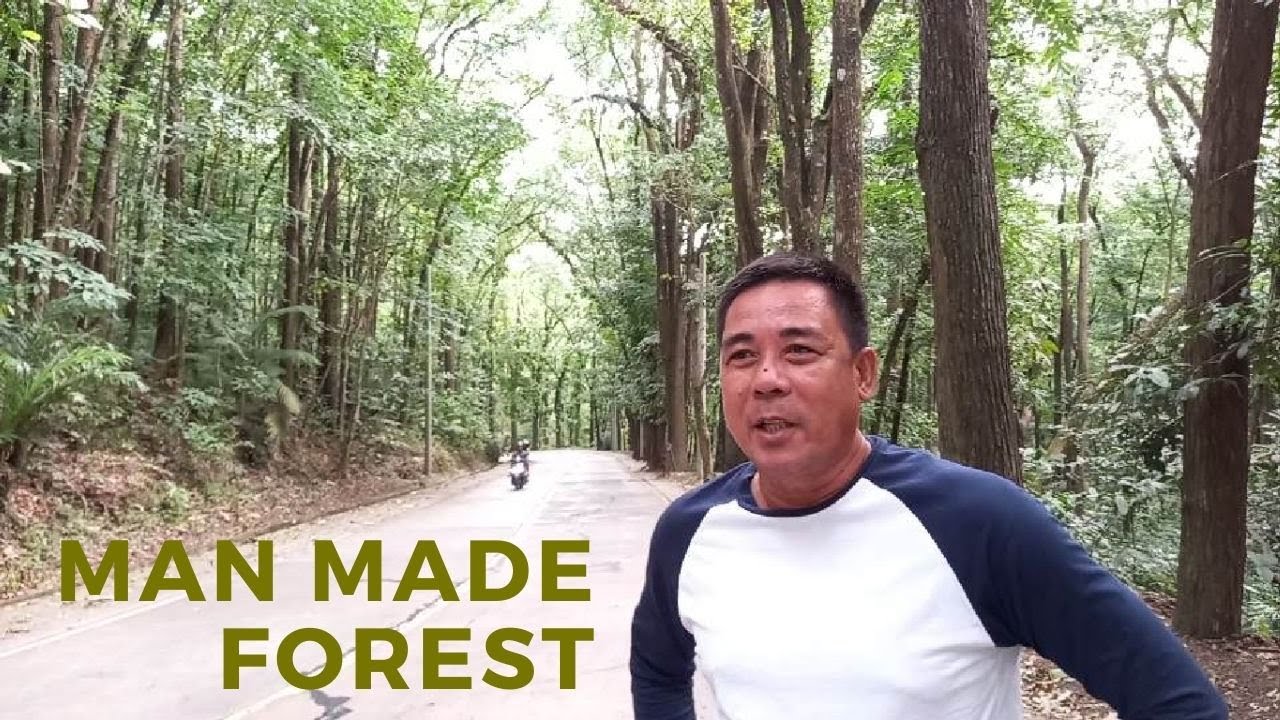 MAN MADE FOREST AT CAMP 7 MINGLANILLA CEBU