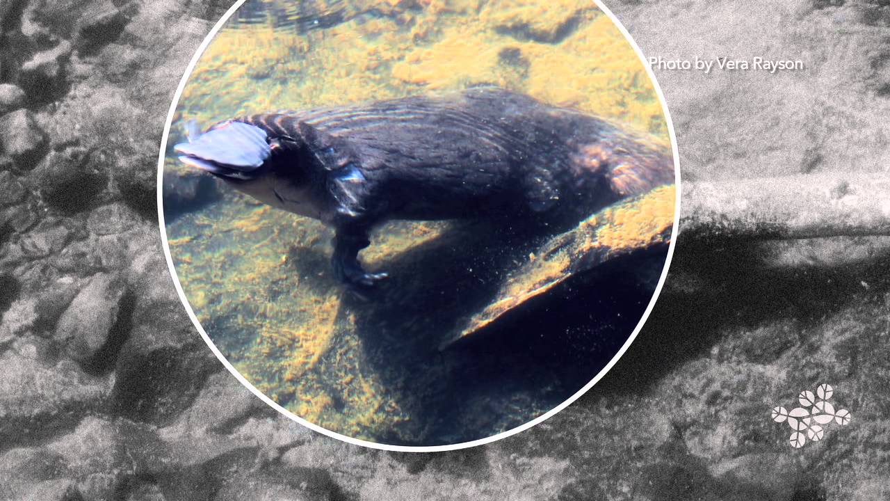 AskNature Nugget Ep. 21: Platypus
