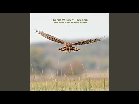 Silent Wings of Freedom (Dedicated to the Northern Harrier)