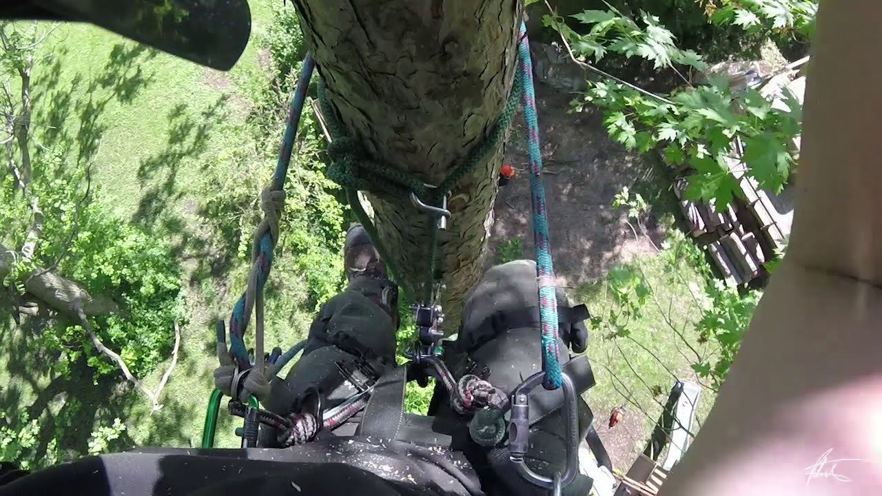 Real Tree Work Vol. 2  |  Arborist Climbing & Rigging Adventures | 2019