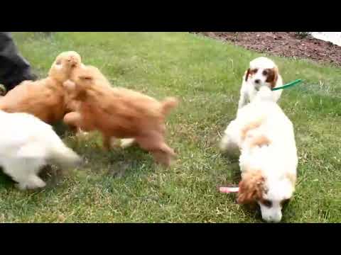 Moyen Poodle Puppies For Sale