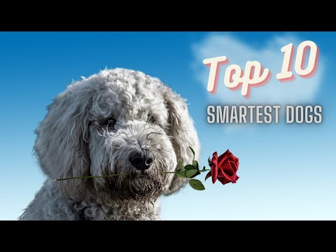 Top 10 Smartest Dogs