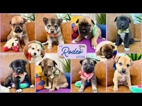 Dog for adoption - Garth Brooks Rodeo, a German Shepherd Dog & Labrador ...