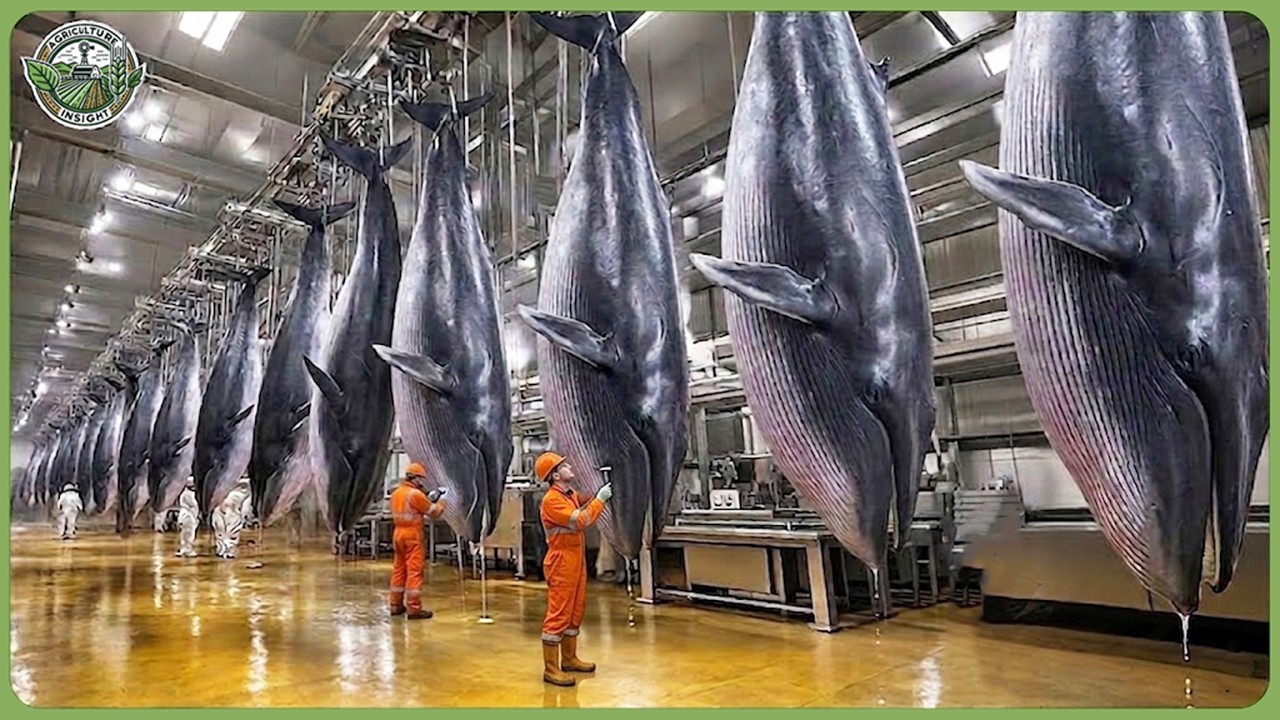 Unbelievable Japanese Farming – How Farmers Make $10.3 Billion with Modern Agriculture