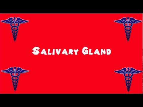 Pronounce Medical Words ― Salivary Gland