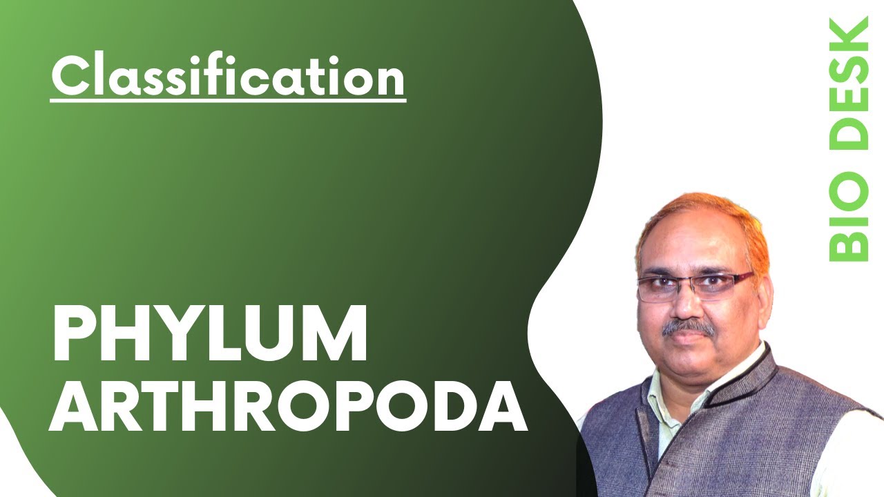 Phylum Arthropoda - Classification