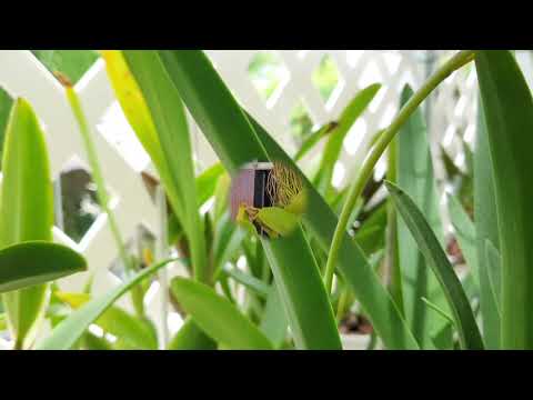 A Chat about Ants on Orchids, good or bad? #ninjaorchids