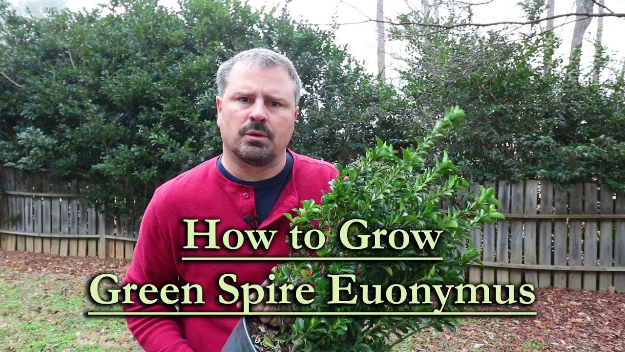 How to grow Green Spire Euonymus (Upright Narrow Evergreen Shrub)