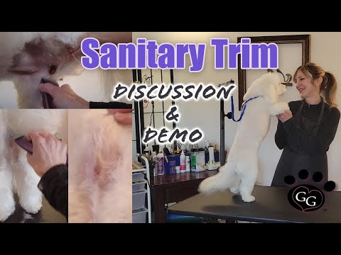 Sanitary Trim-Discussion & Demo!-watch two Coton de Tulears demonstrate how to keep their junk tidy!