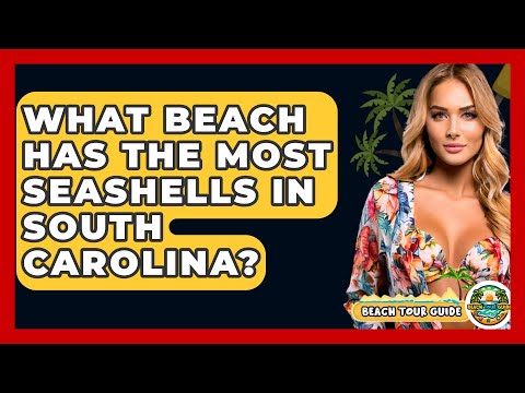 What Beach Has The Most Seashells In South Carolina? - Beach Tour Guide