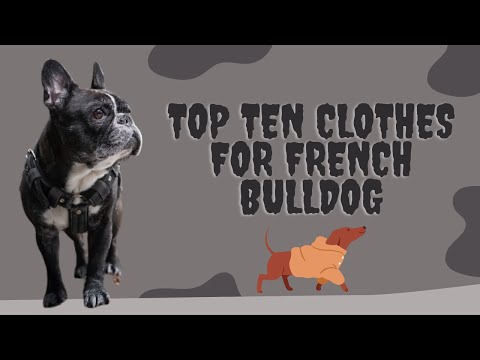 Top ten clothes for French Bulldog | The 10 Best Clothes for Your Furry Friend | Pet Knowledge Zone
