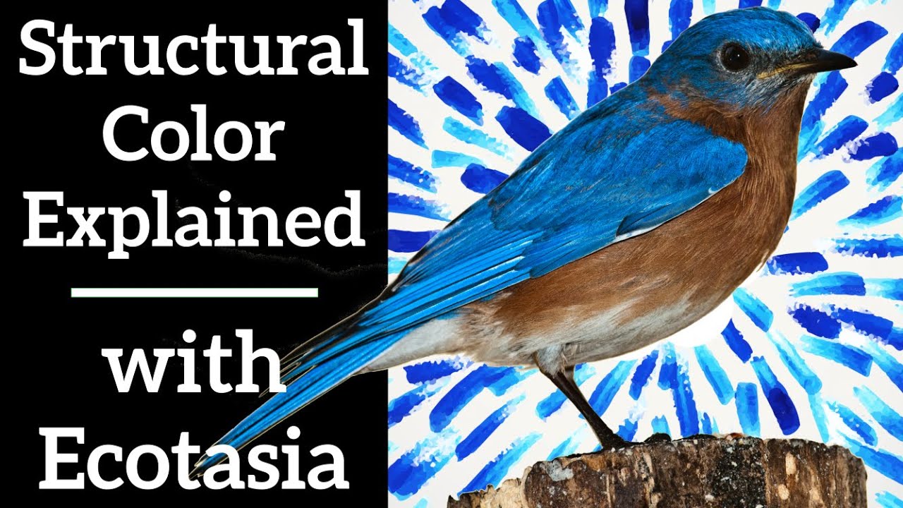 Structural Color Explained - with @Ecotasia ​