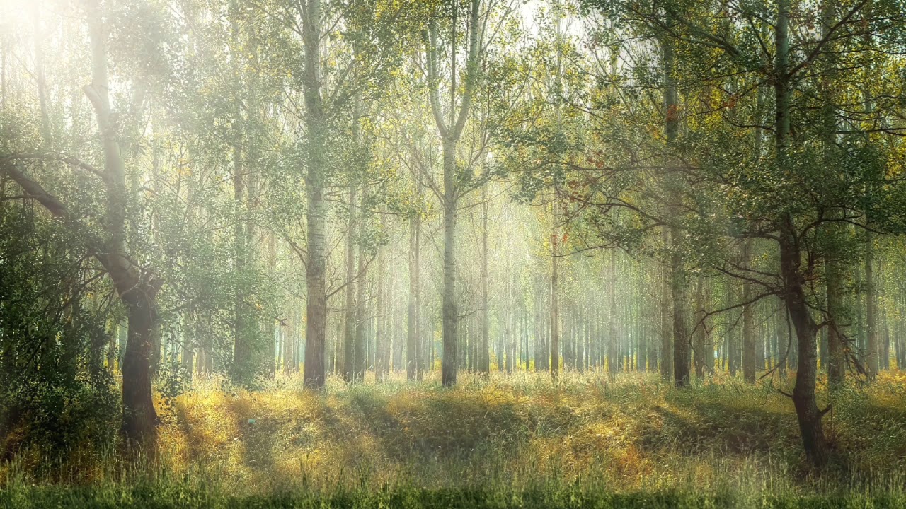 NO COPYRIGHT BEAUTIFUL FULL HD NATURE SCREENSAVER LIVE WALLPAPER FOREST TREES SUNRAYS
